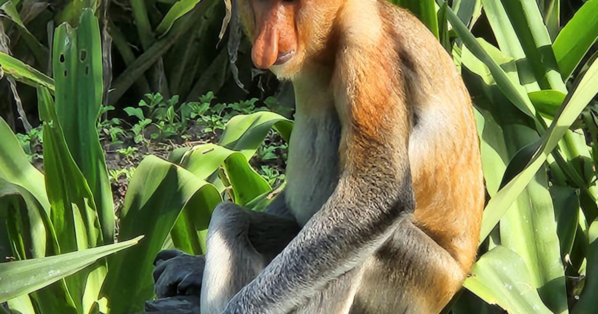 Dutch Monkeys en Oerang Oetans op Borneo! – Reisblog – World2Travel.nl